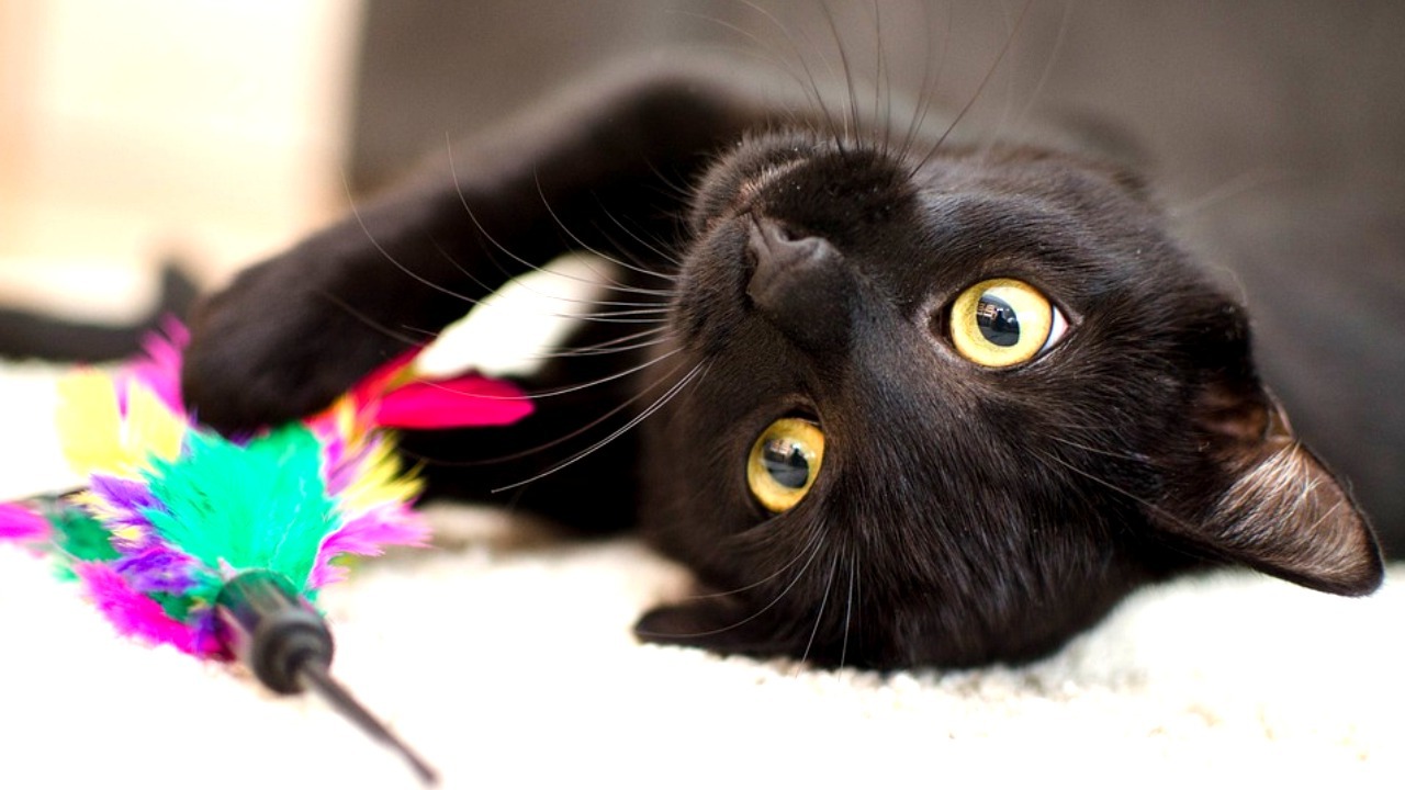 Девушка не захотела терпеть кота своего парня и избавилась от животного