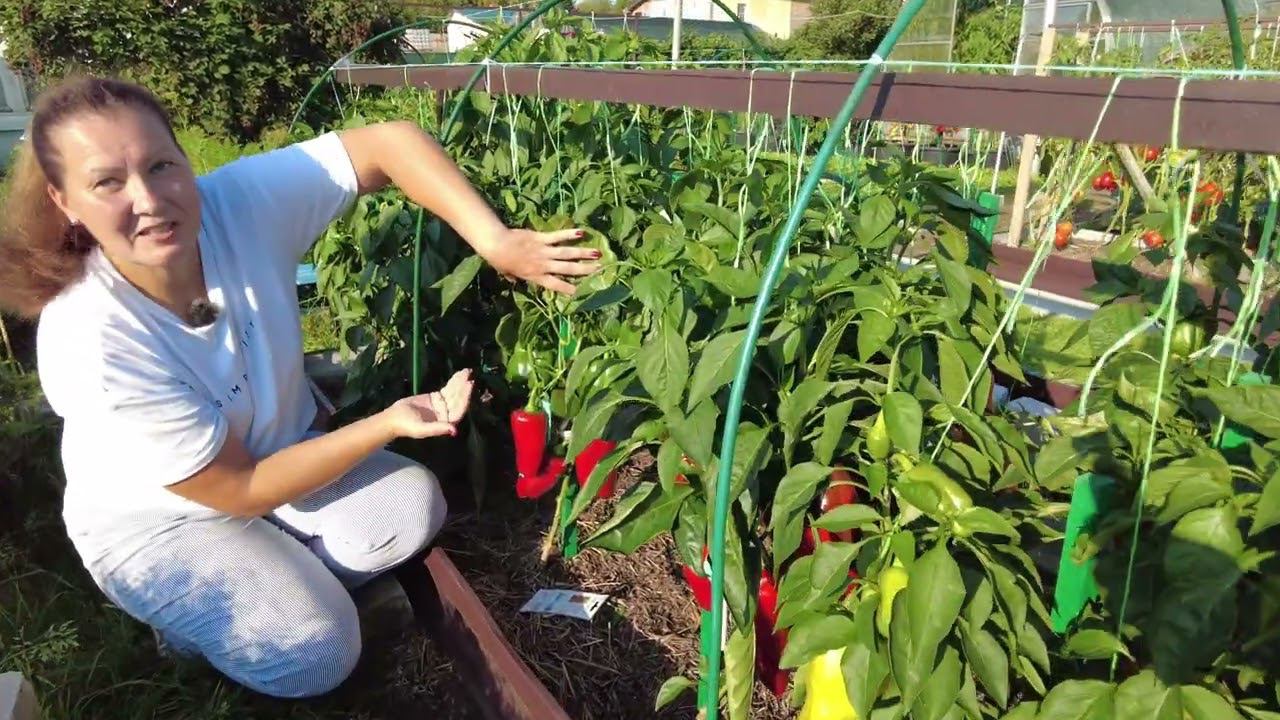 Всего один обзор и вы не сможете забыть эти перцы. Выбирайте семена перца сладкого на новый сезон!