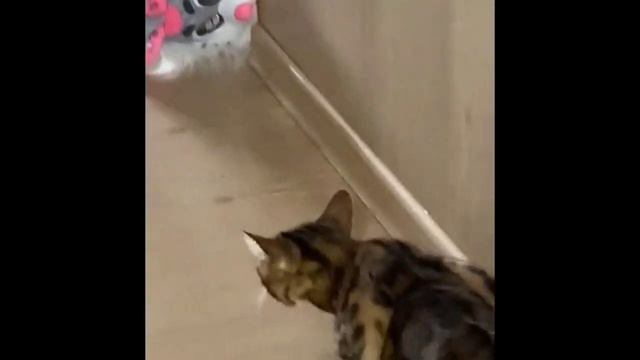 #shorts Кошка в шоке от соперницы?❤?