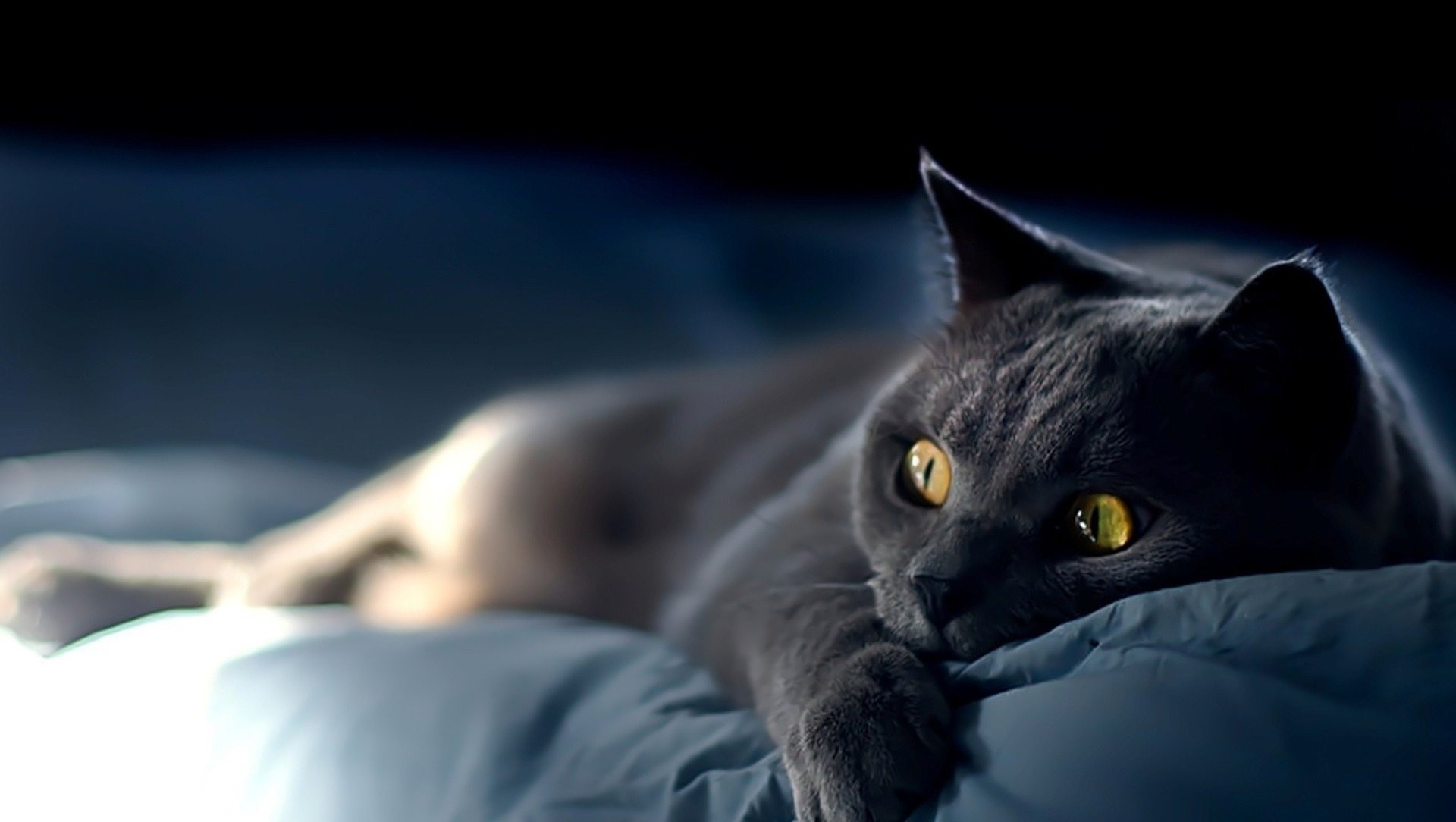 1 РОЛИК СПУСТЯ НЕСКОЛЬКО МЕСЯЦЕВ..../// рисую в лонети )