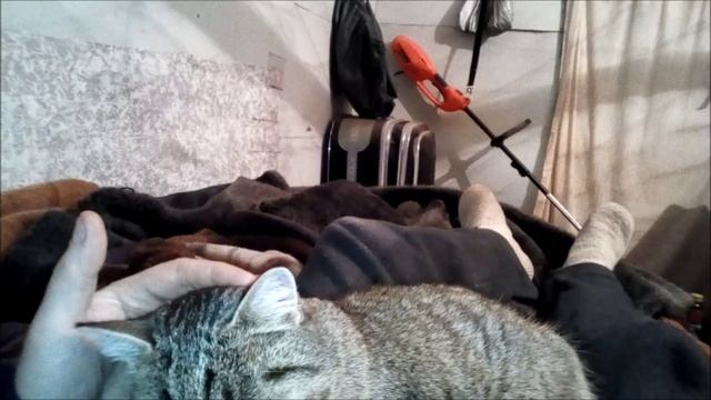 память кошки!поговорим про нее!