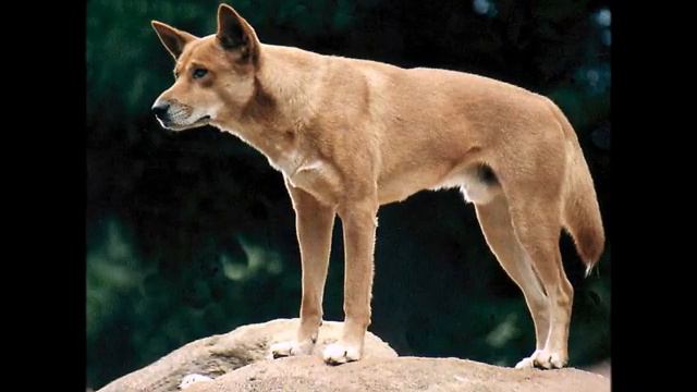 Динго дикая собака