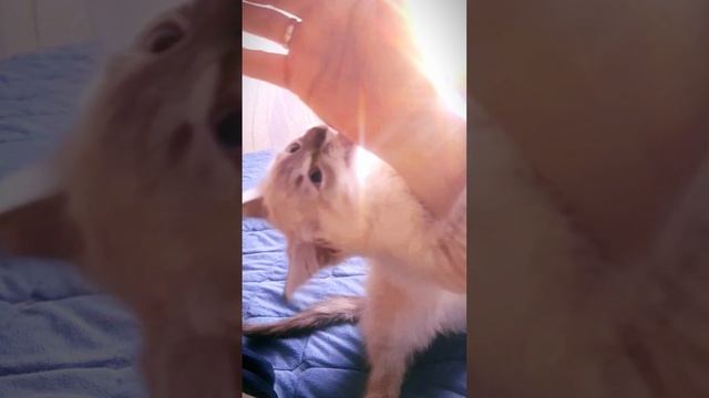 Мяу! Кусака?
#shorts #кокос #котики