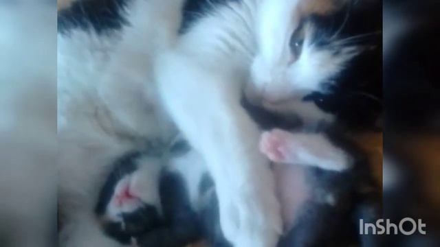 #shorts А вот и новое потомство!!! ❤???