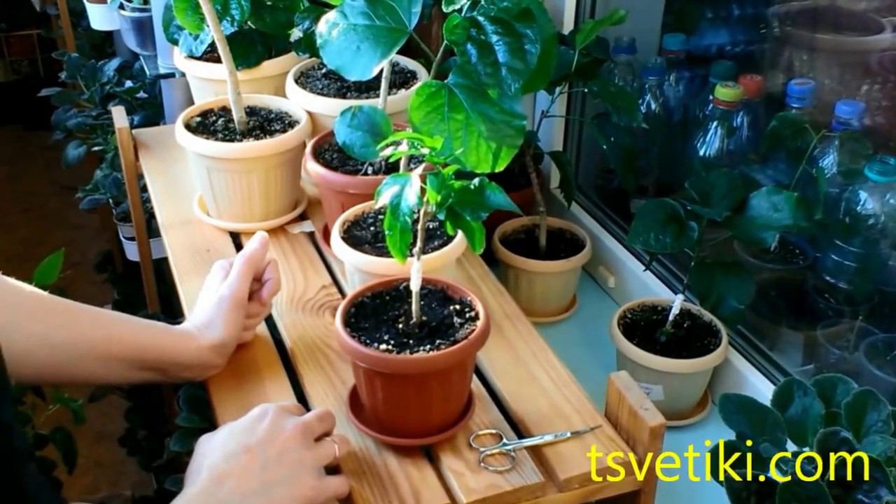 Гибискус формирование и обрезка