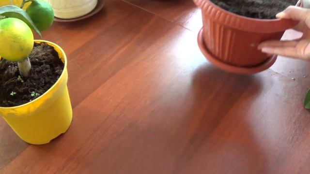 ЛИМОН сорт ЛИЗА