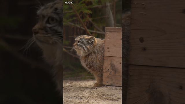 Манул. Праздничное кормление. Знаете ли вы? Природа #44