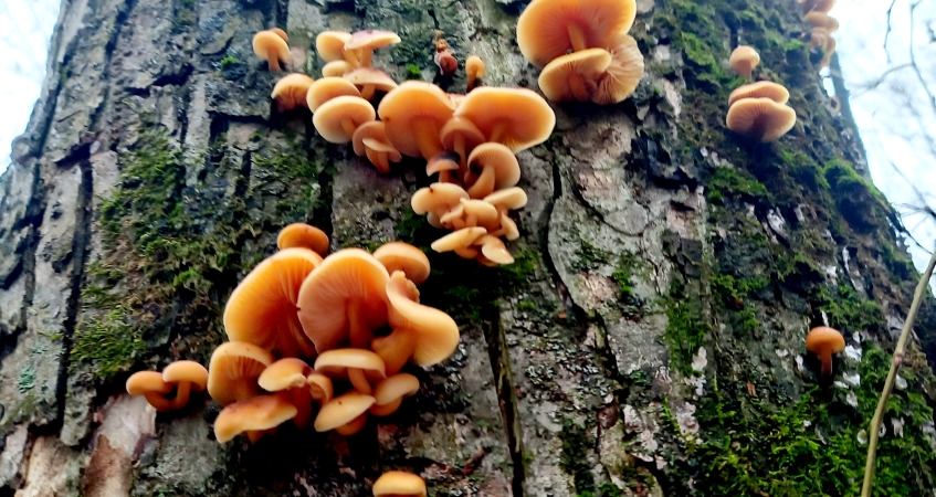 ‼️ЗИМНИЕ ОПЯТА ПОШЛИ В РОСТ?❗?И ДРУГИЕ ГРИБЫ В ДЕКАБРЕ‼️