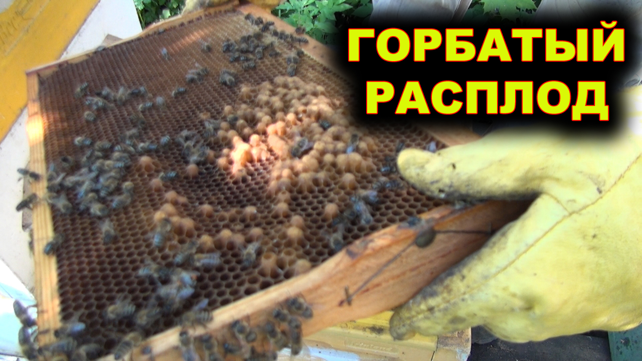 Горбатый расплод.