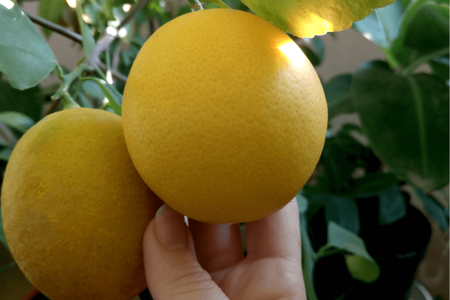 Лимон Мейера. Корнесобственный с плодами (Citrus meyeri)