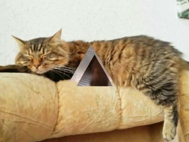 Кристина Сатаева   Мой кот