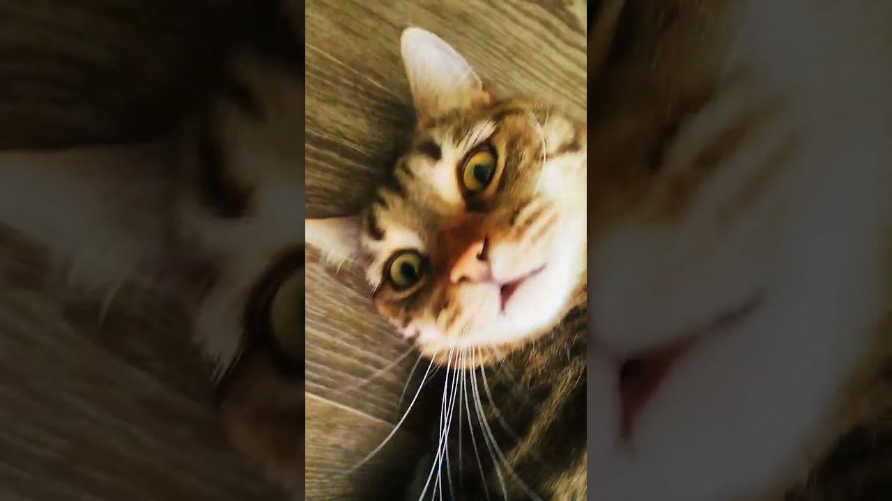 Милый кот Стëпа