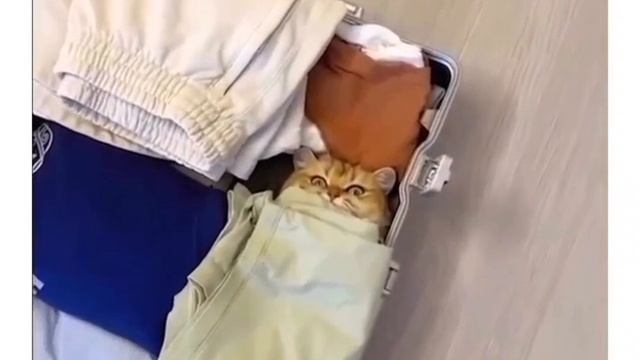 Кот спрятался в чемодан