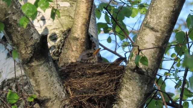 Дрозд-отец пост сдал, репортаж- #4, 29 апреля 2024, Крылатское