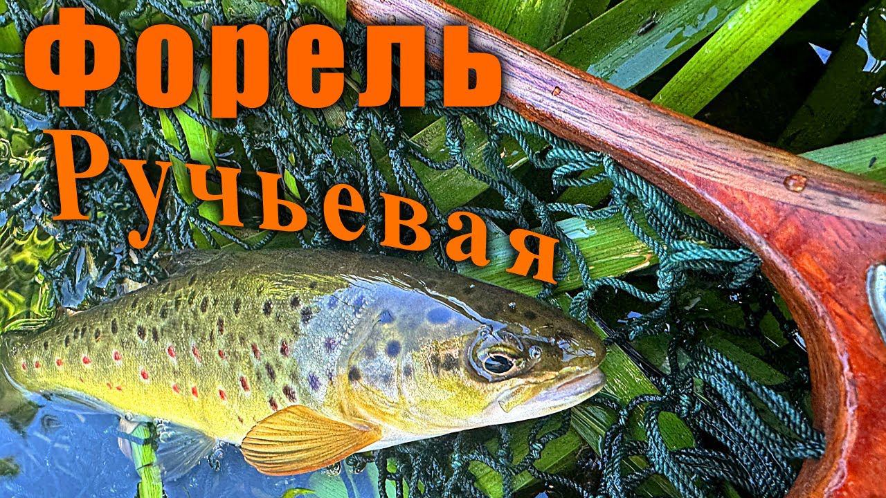 Ручьевая форель. Хариус. Рыбалка в Ленинградской области. Июнь 2024.