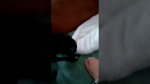 Поисковой пёс. Той терьер ищет вкусняшки