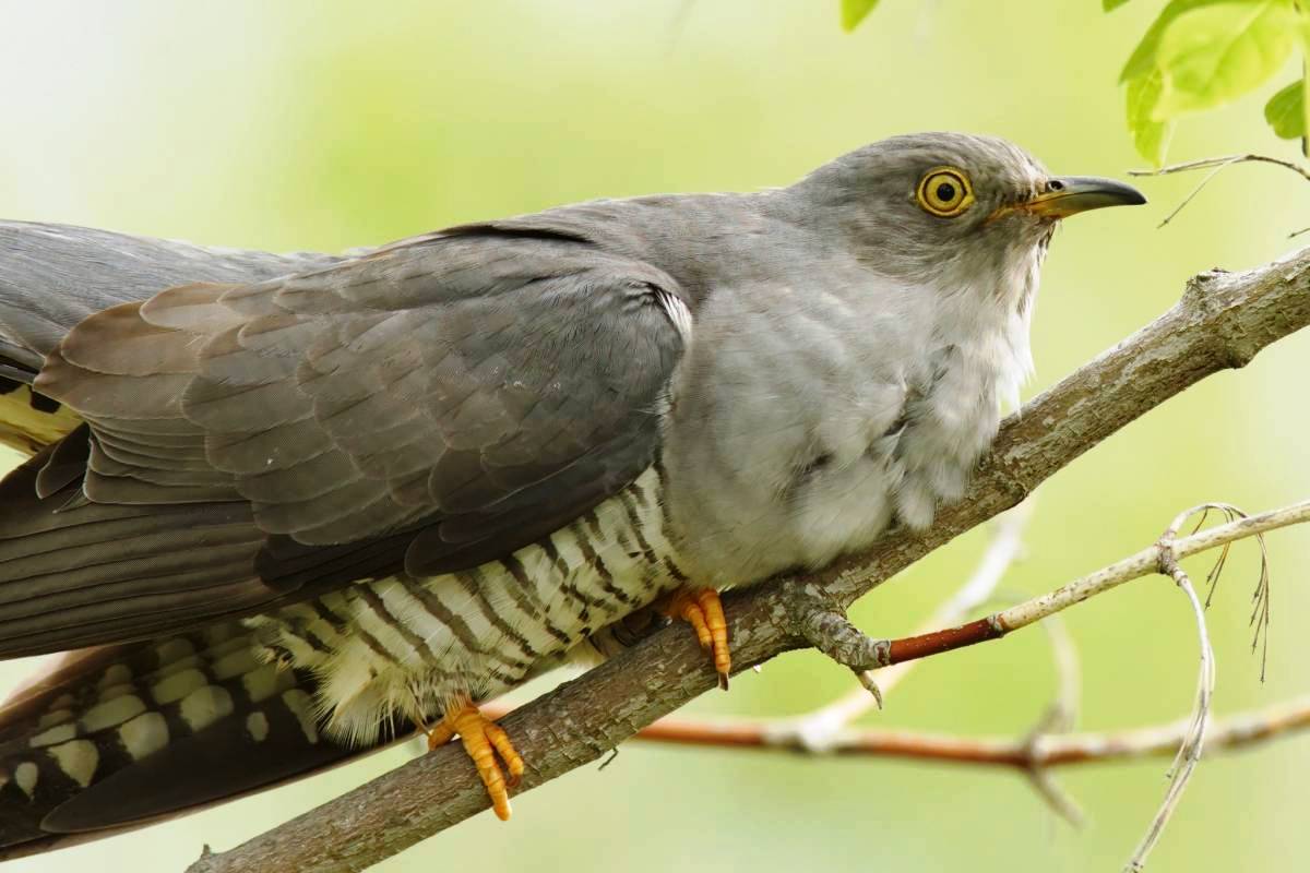 К.Сен-Санс. Карнавал животных.9.