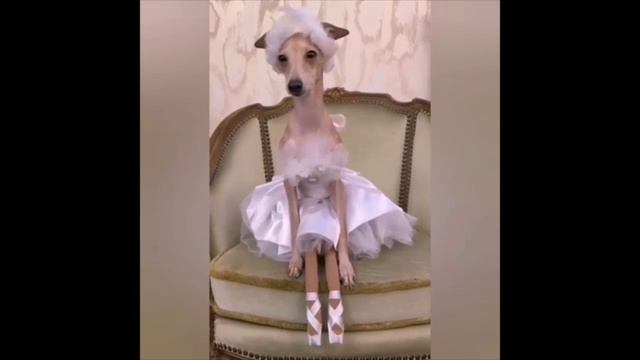 СОБАКИ - ОЧАРОВАКИ : ))