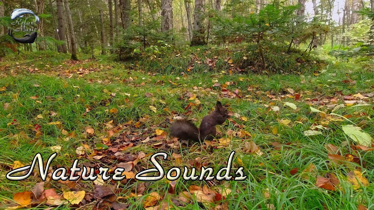 Звуки леса, щебет птиц, шум далекой реки / Звуки природы