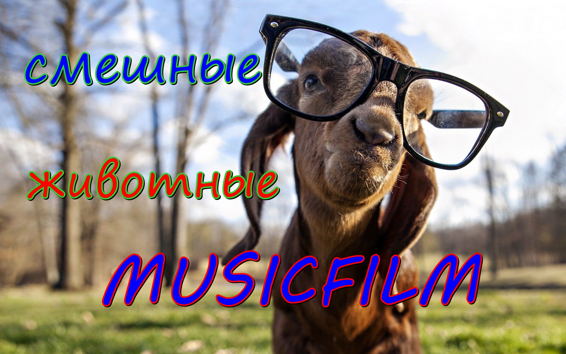 ???Приколы с котами.Смешные животные.????