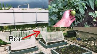 Спасаем огород.#переезднаюг #станицанатухаевская