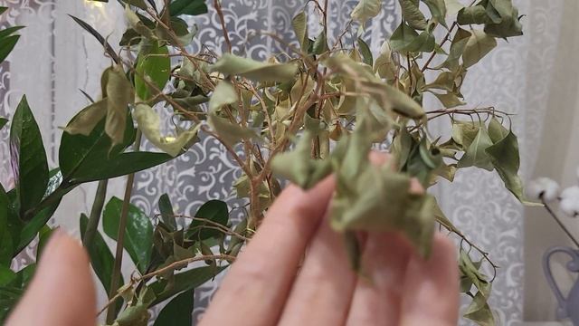 ФИКУС БЕНДЖАМИНА ЗАМЕРЗ /КАК ЕГО ОЖИВИТЬ/РЕАНИМАЦИЯ ФИКУСА