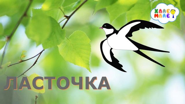 Птицы в моём городе