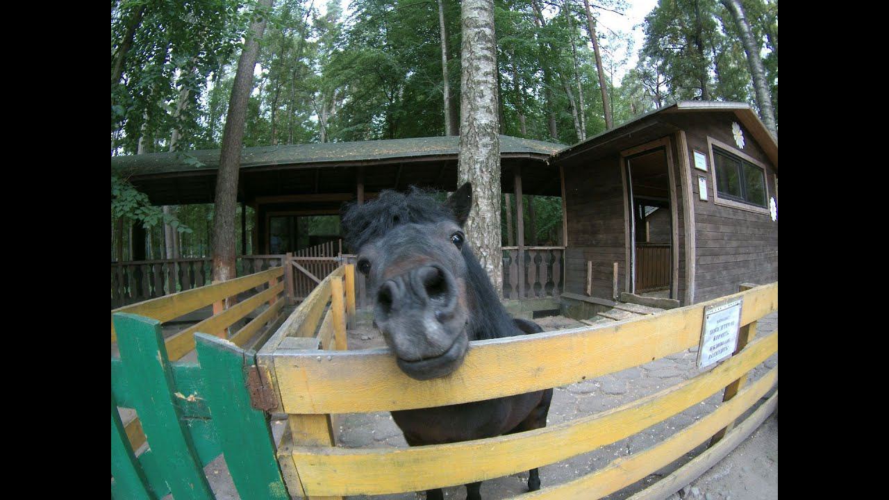 Зоопарк "Радуга" г. Зеленогорск