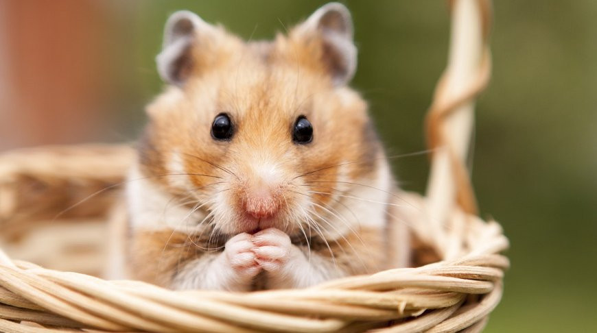 СМЕШНЫЕ ХОМЯКИ.МИФЫ О ХОМЯКАХ