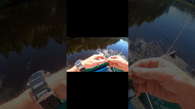 забородился