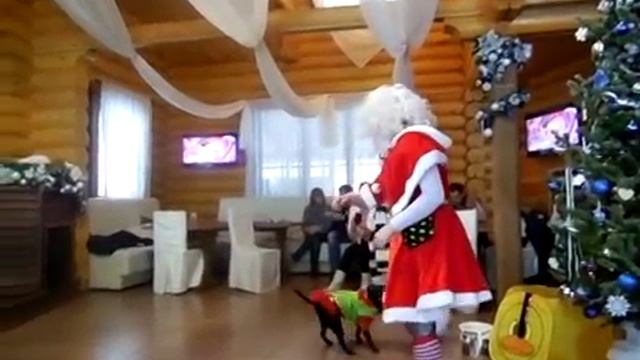 Акваленд цирк собака Бердск