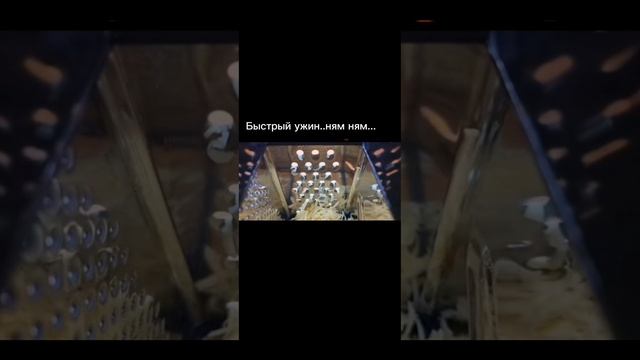 Быстрый ужин.mp4