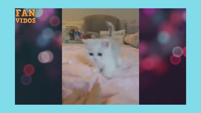 котята милые пушистые