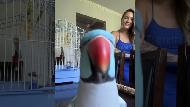 Прикольно разговаривает попугай