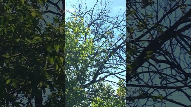 Пение Соловья • Звуки природы