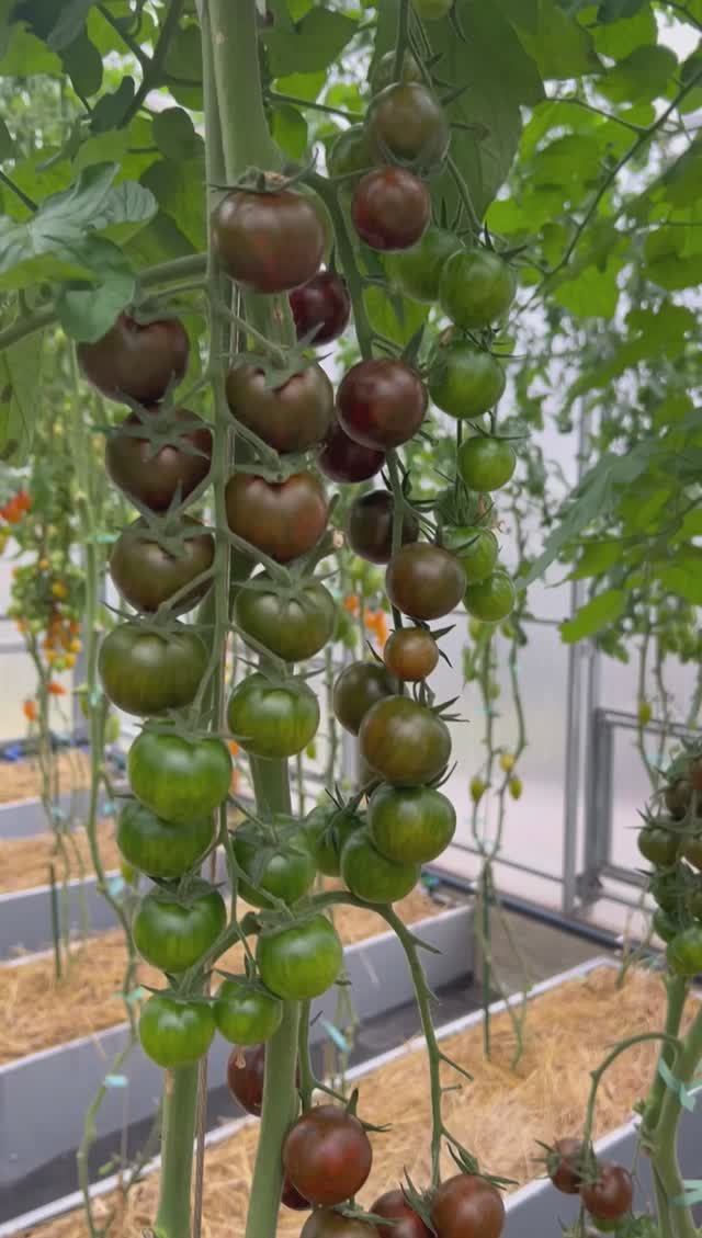 Томат Бурый коктейль — вкус, волнующий чувства!