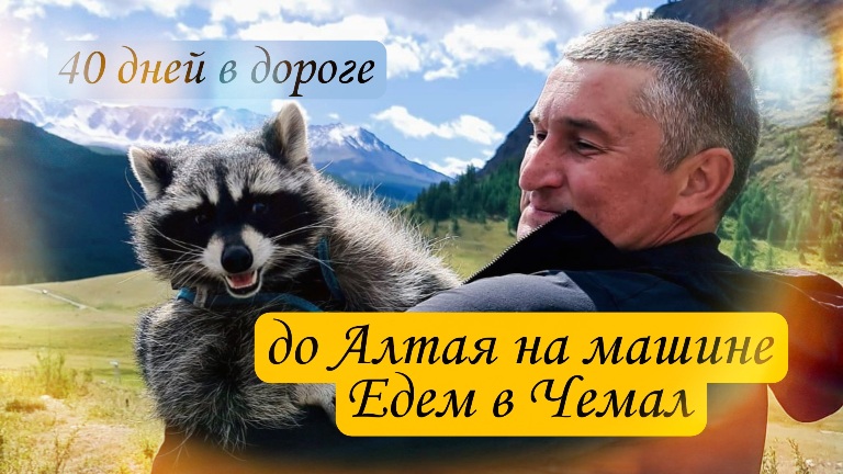 енот Витя приехал покорять Алтай. 40 дней в пути