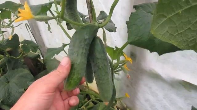 Огурцы партенокарпики - редкая аномальная мутация. ( продолжение)..mp4