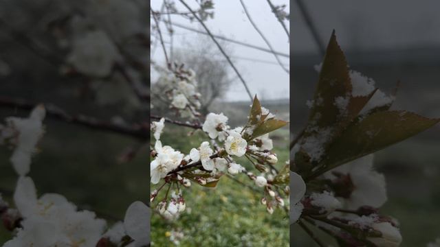 Майский снегопад в музее