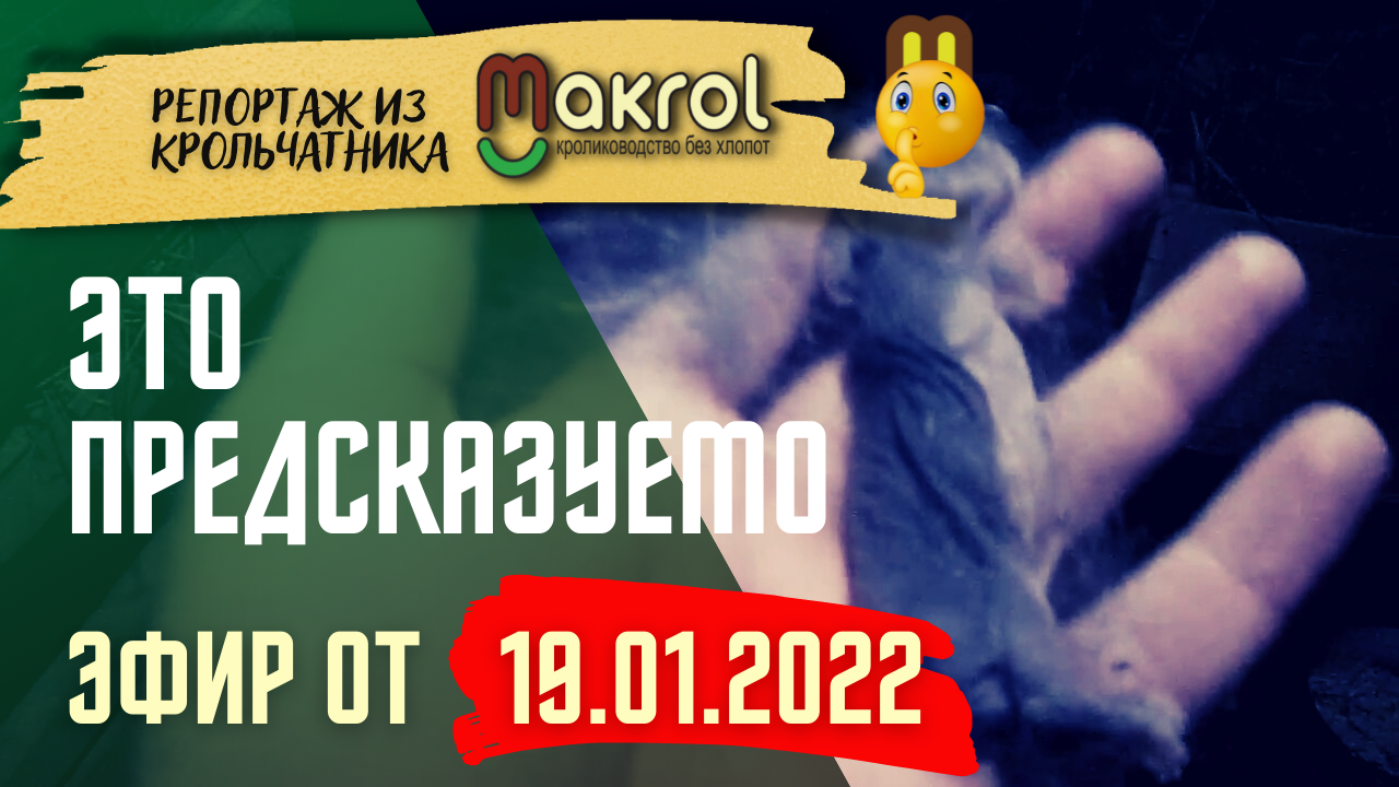 ✅19.01.2022  Гибель крольчат в прямом эфире?Кролиководство онлайн #Макляк #Макрол