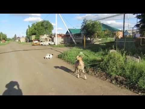 Звуки безмятежной деревенской жизни