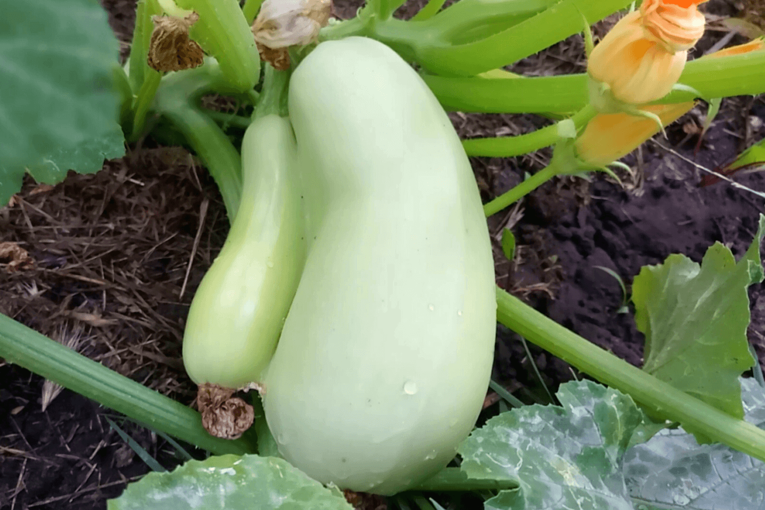 Кабачок-мутант. Вы видели такое чудо?