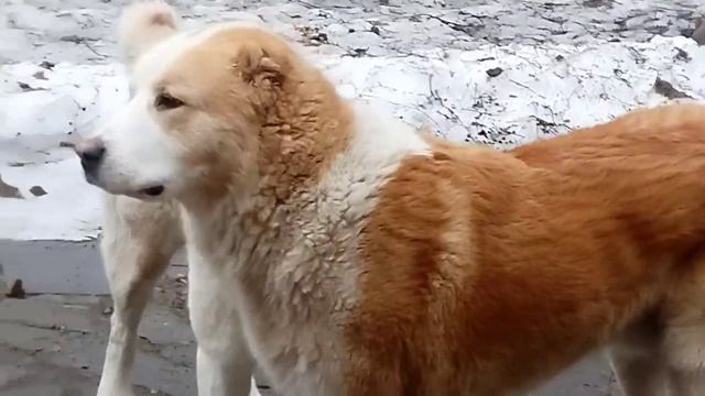 Отношения алабайки с сыном.