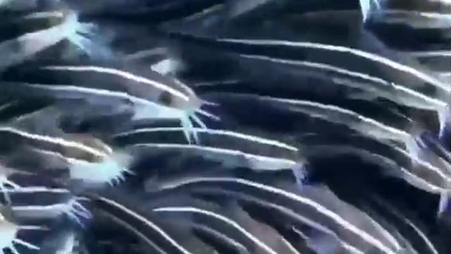 Морские Рыбы Плавают  По Океану Путишествие По Океану Природа Путишествие По Планете Земля