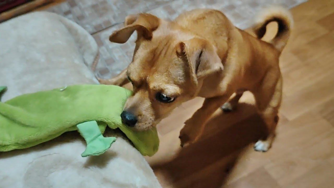 Он сказал Мяу!? | Танец на крокодиле и лунная походка | Чихуахуа Арчи