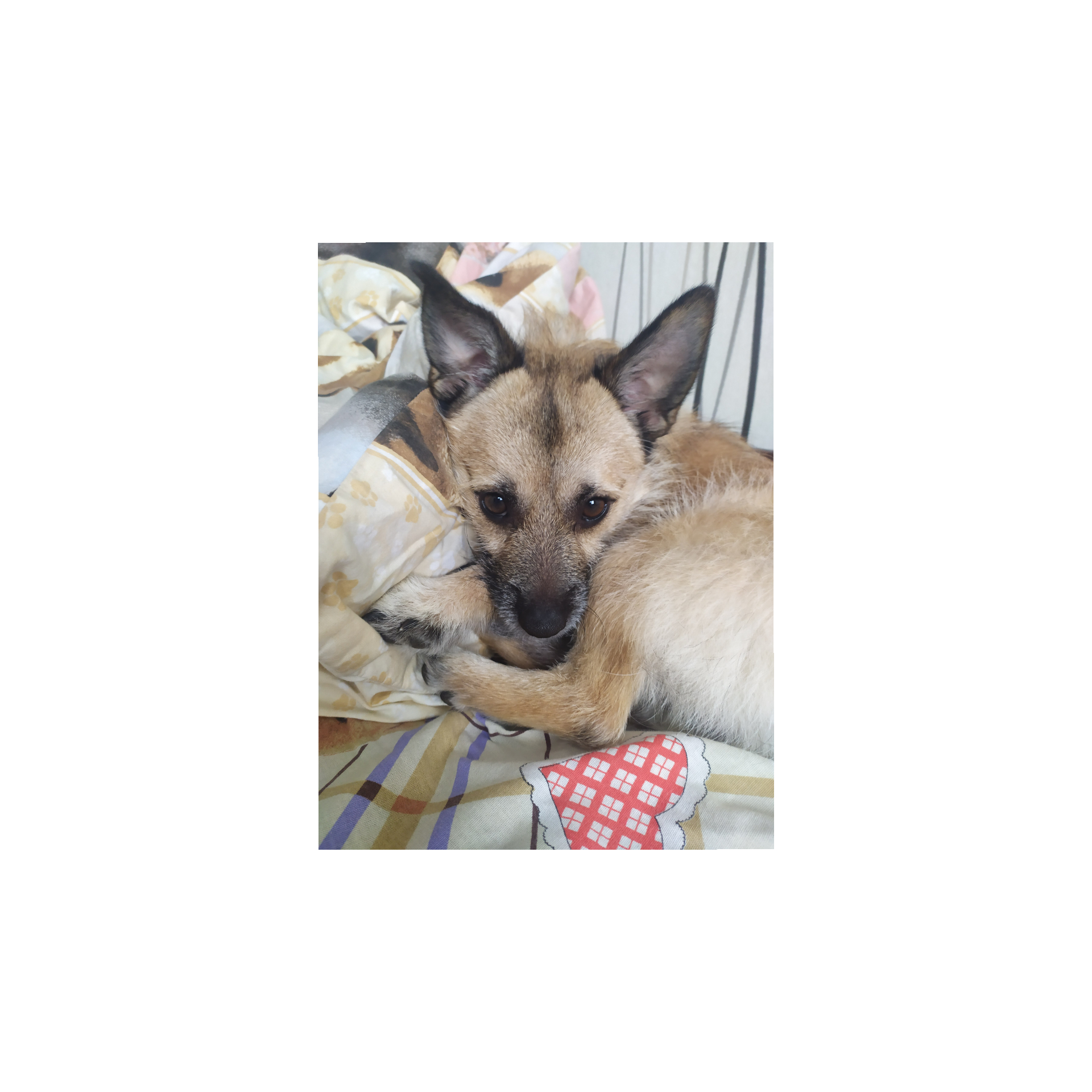 СМЕШНАЯ СОБАКА // НАШ ЛЮБИМЕЦ // #Shorts