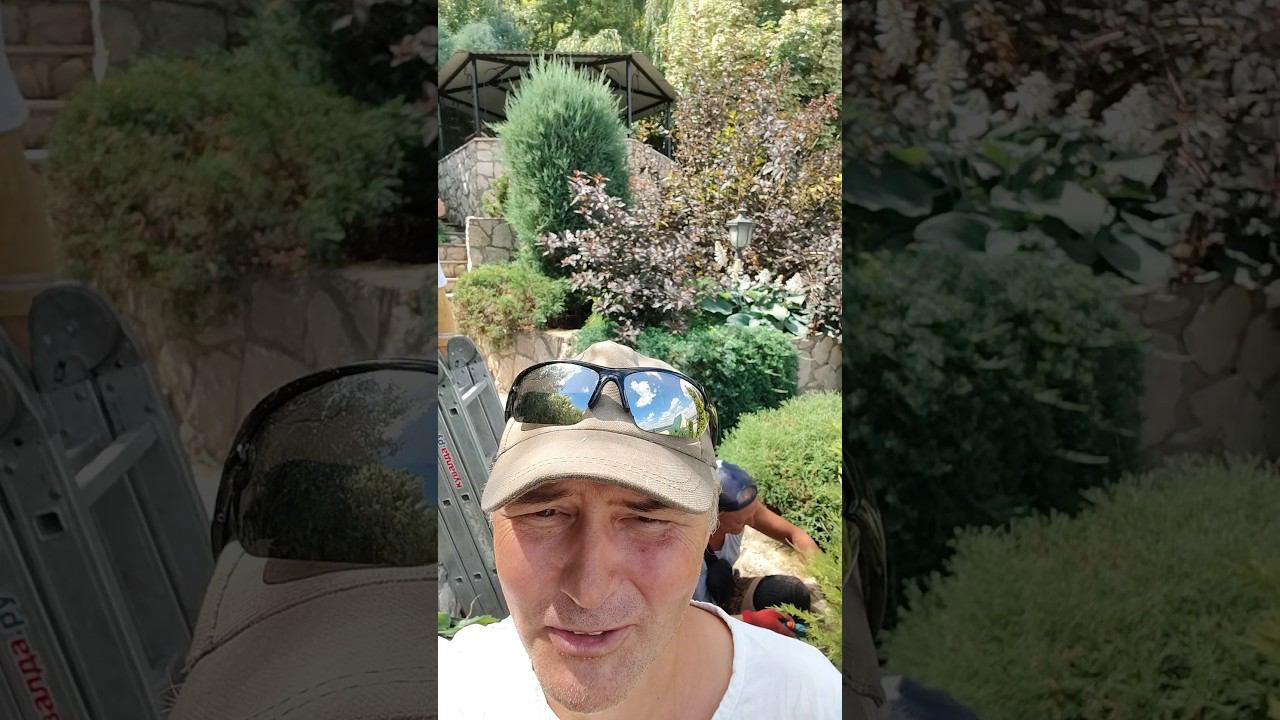 Мои "Фиксики" дорвались до можжевельника #ландшафт #садовник #garden #топиарий #сад #лето #природа