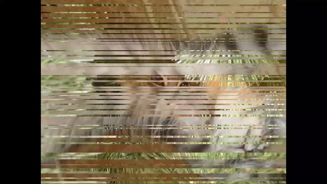 Кошачьи будни и праздники