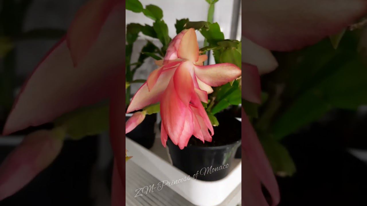 Распускается моя золотая принцесса ZM-Princess of Monaco. #shorts