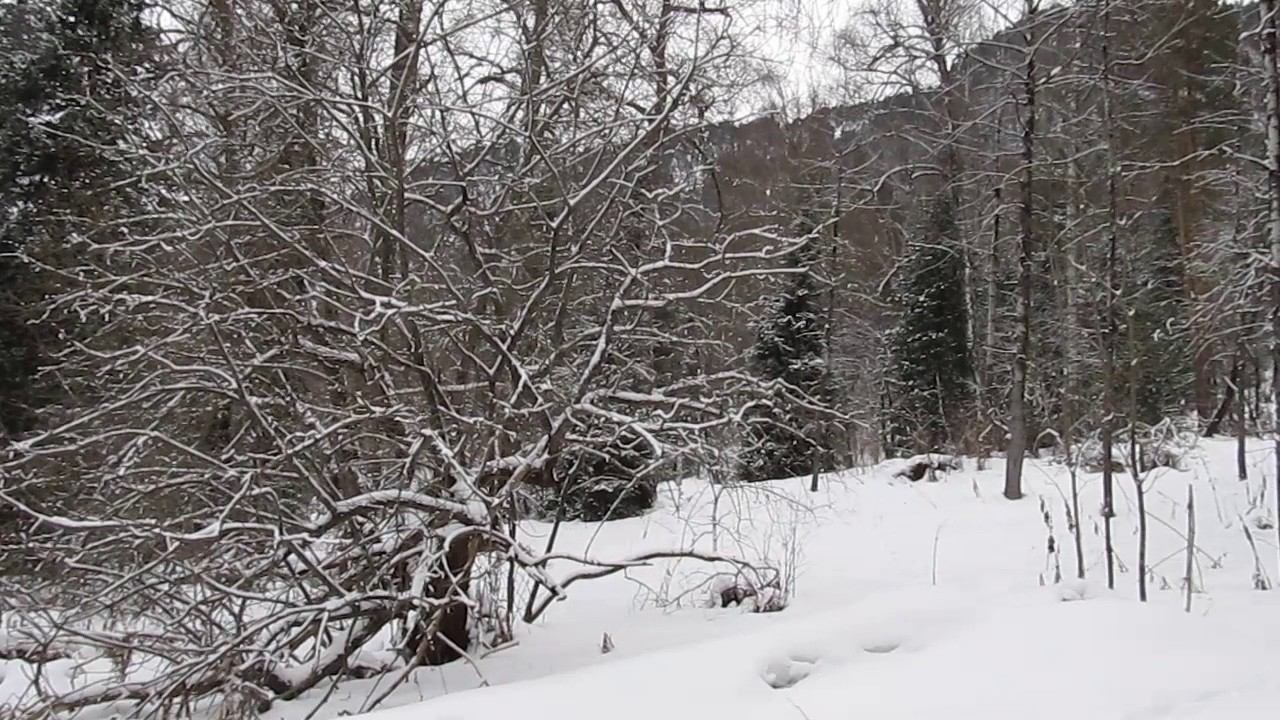 На кордоне Байгазан. Лай маралухи.